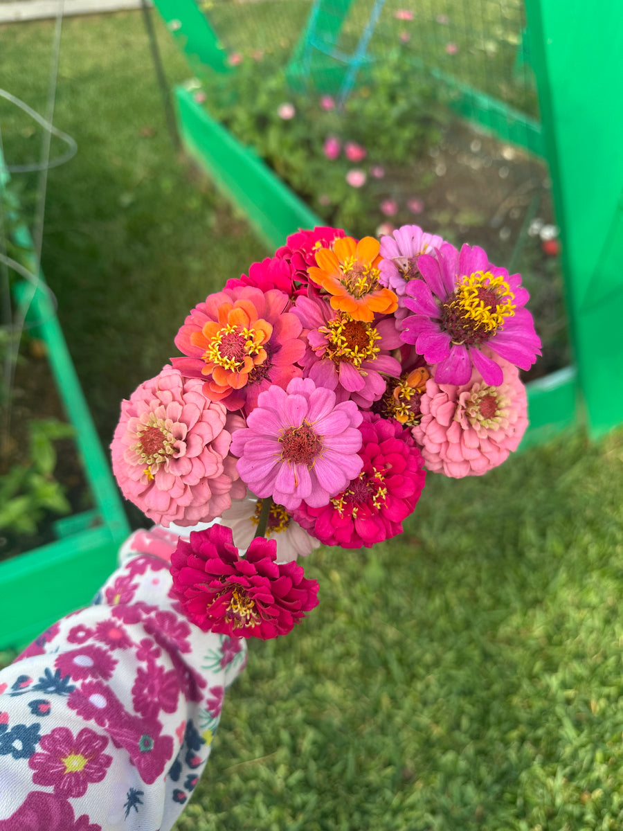 Rainbow Mix of Zinnia Seeds – The Artwerks